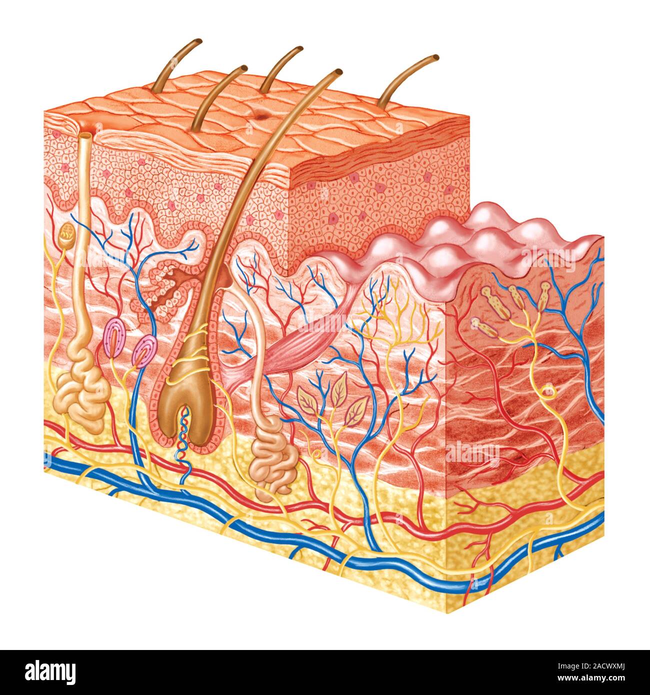 Illustration of the skin layers. This illustration is from 'Asklepios ...
