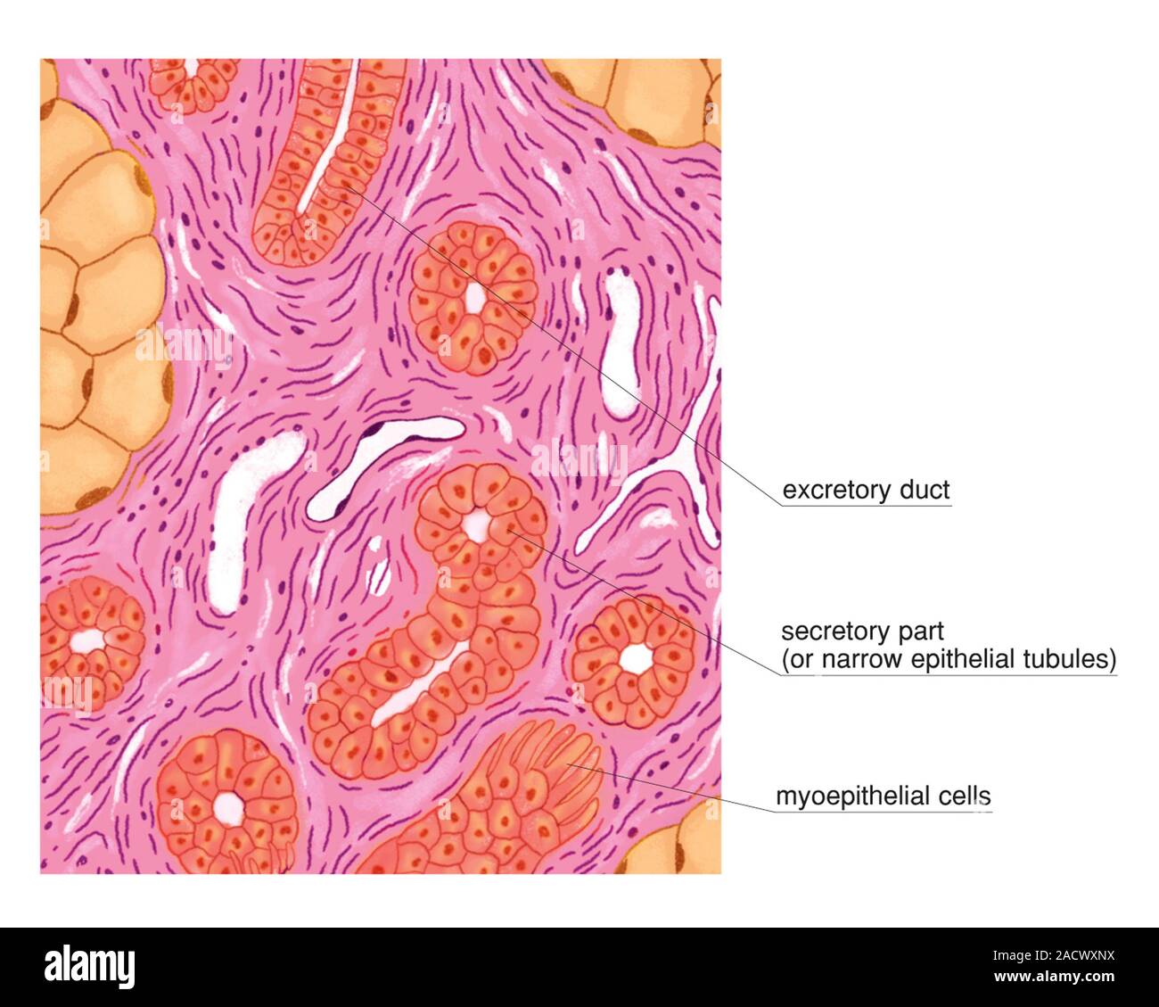 Illustration of the merocrine sweat glands. This labelled illustration ...