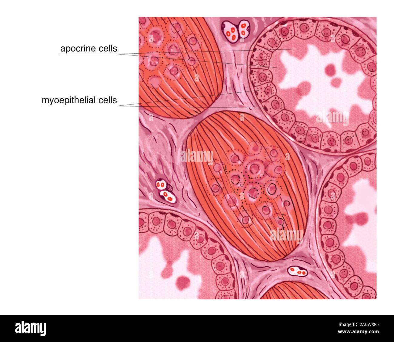 Illustration of the apocrine sweat glands. This labelled illustration ...