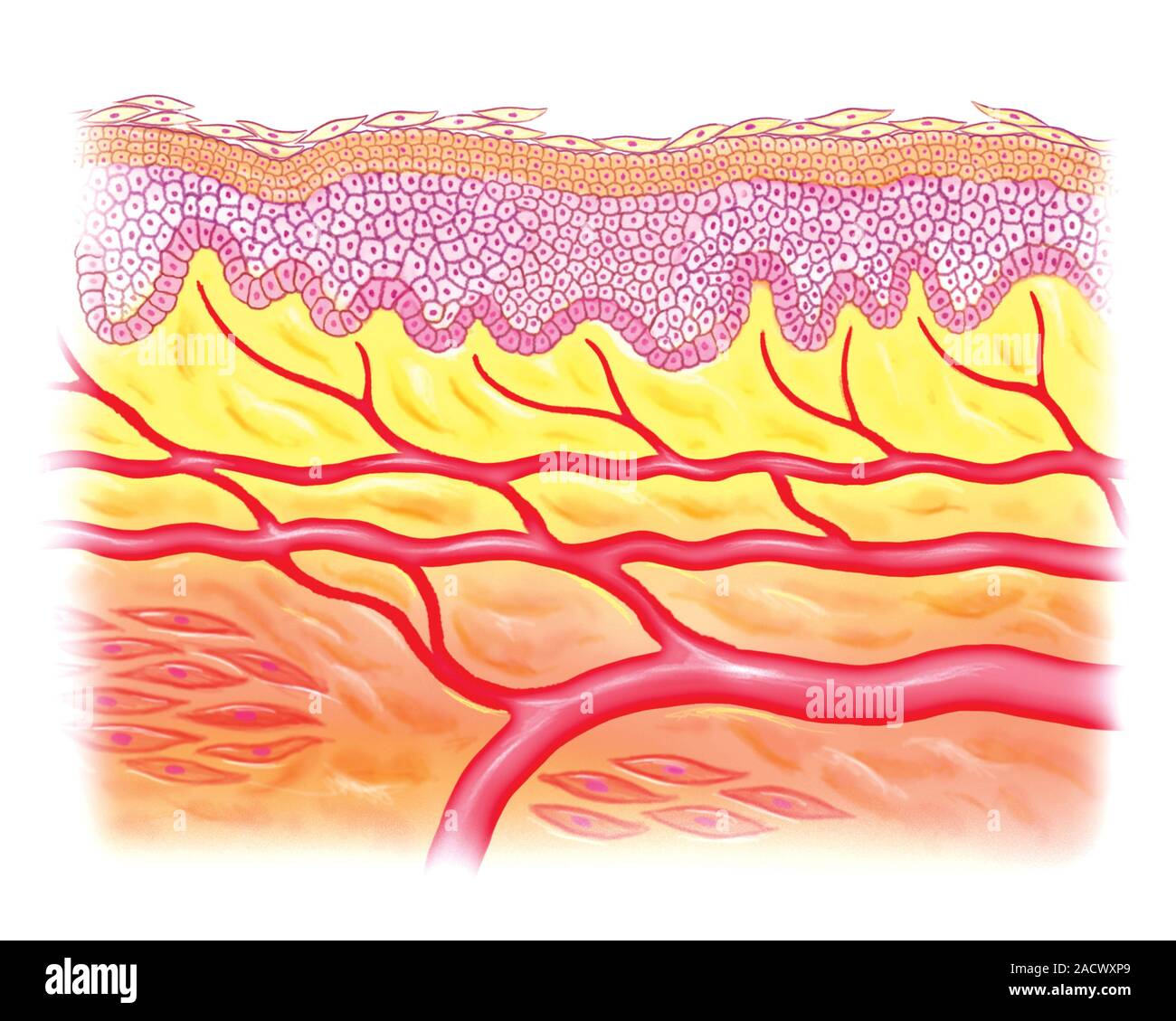 Illustration of the cutaneous vascularization. This illustration is ...