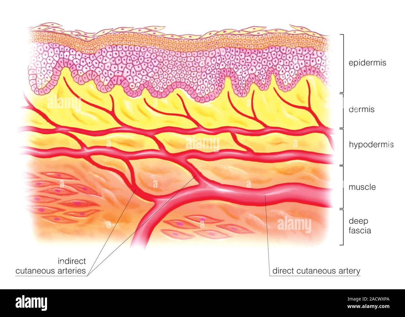 Illustration of the cutaneous vascularization. This labelled ...