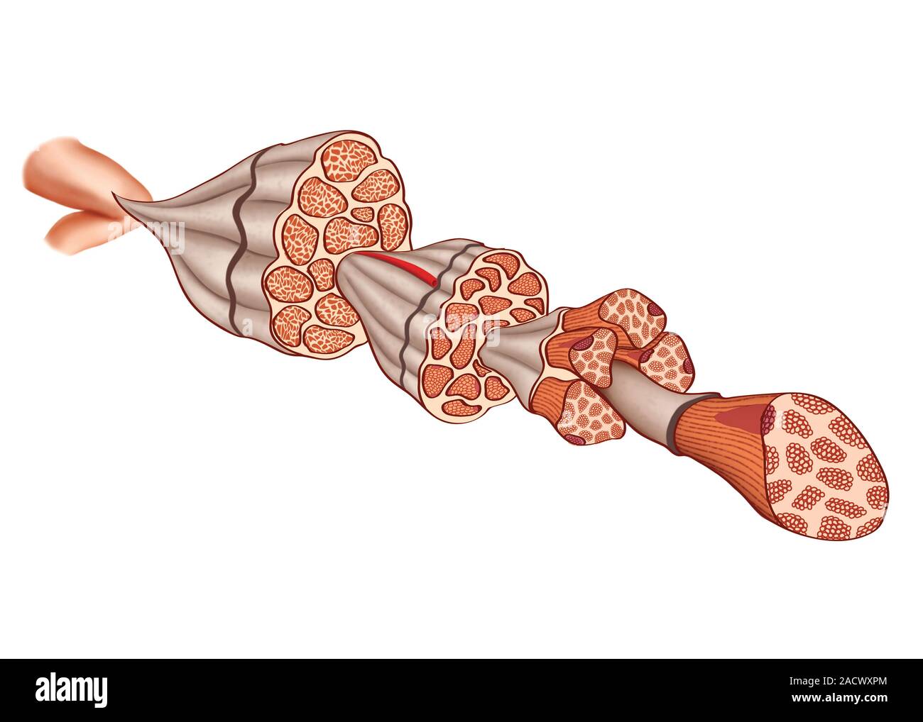 Illustration of the muscular tissue This illustration is from ...