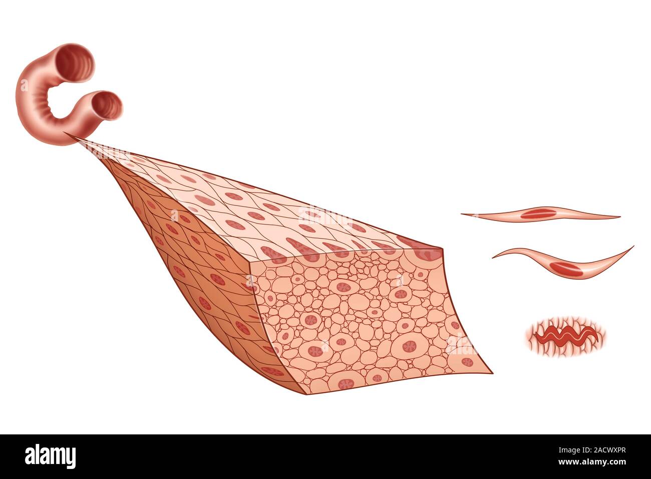 Illustration of the muscular tissue with relaxed muscle and contracted ...
