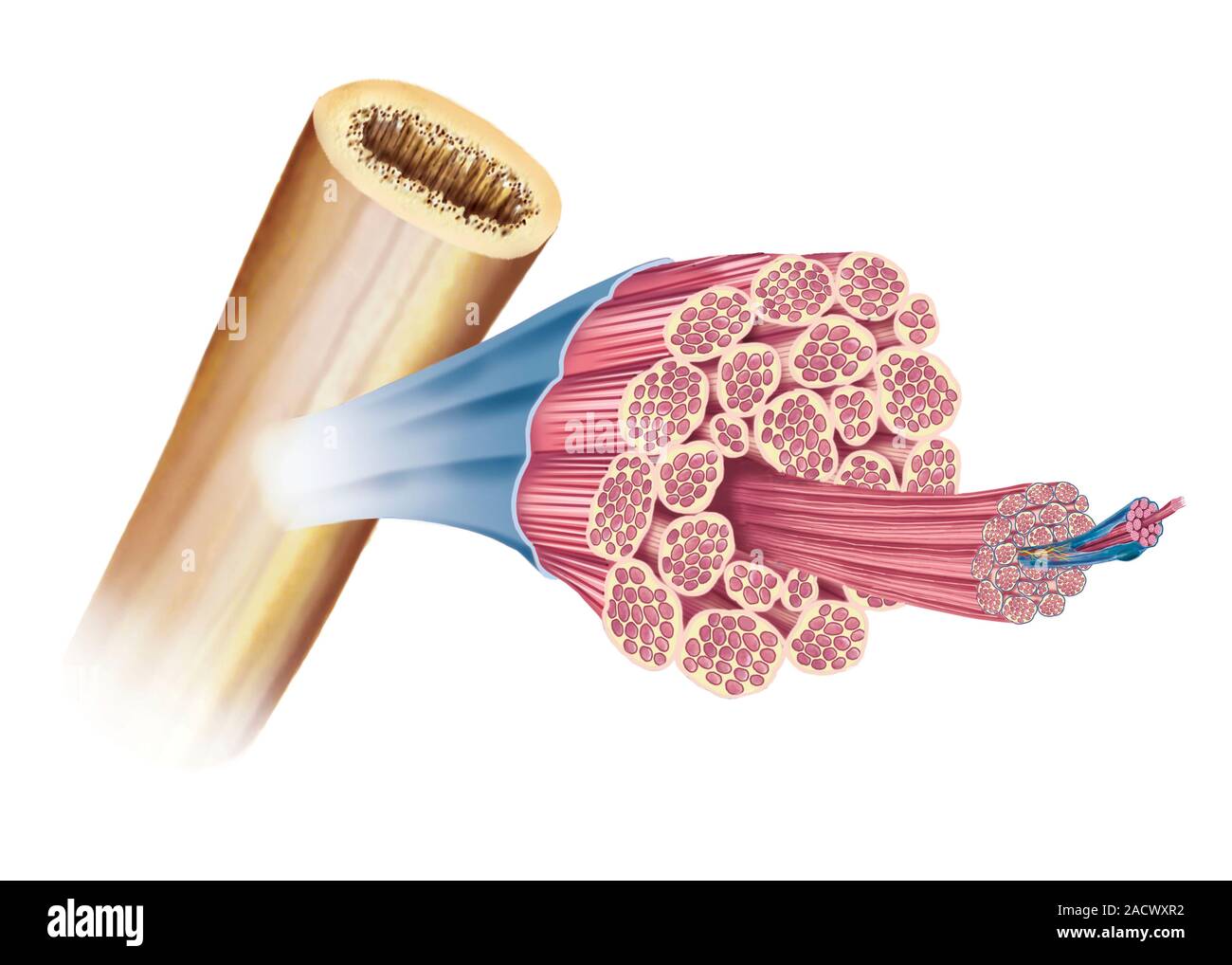 Illustration of the general structure and organization of skeletal ...