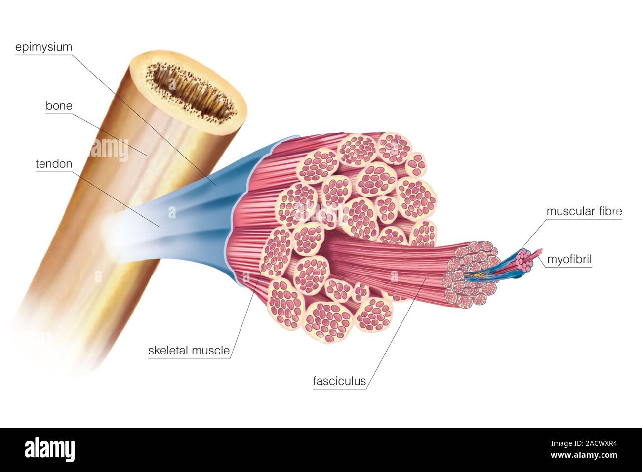 Illustration of the general structure and organization of skeletal ...