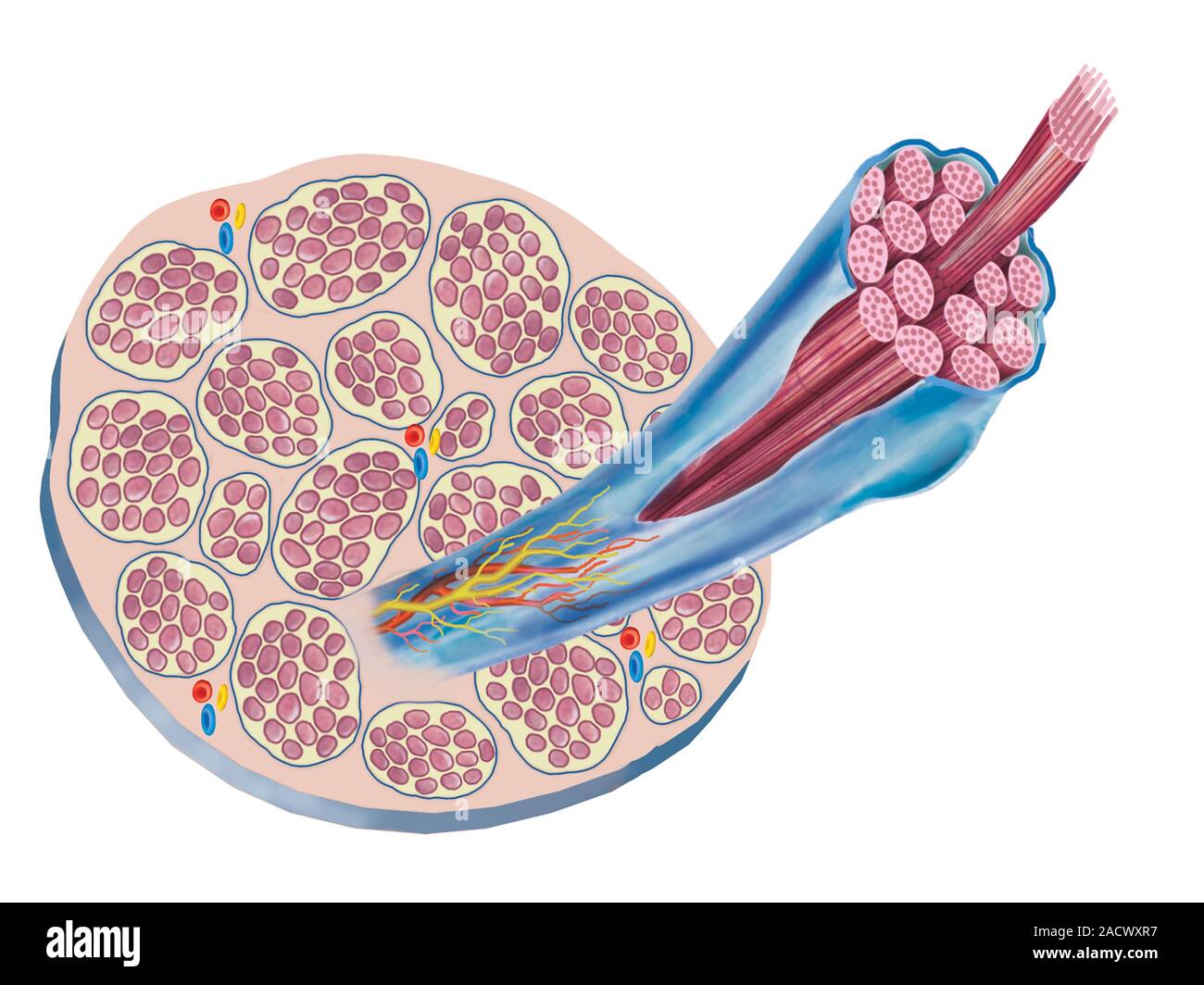 Illustration of the general structure and organization of skeletal ...