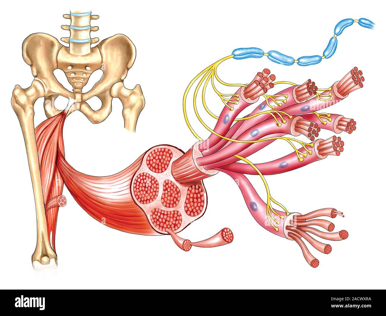 Illustration of the general structure and organization of skeletal ...