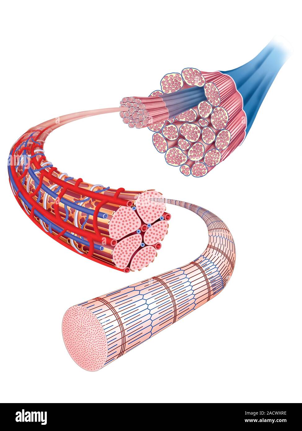 Illustration of the general structure and organization of skeletal ...