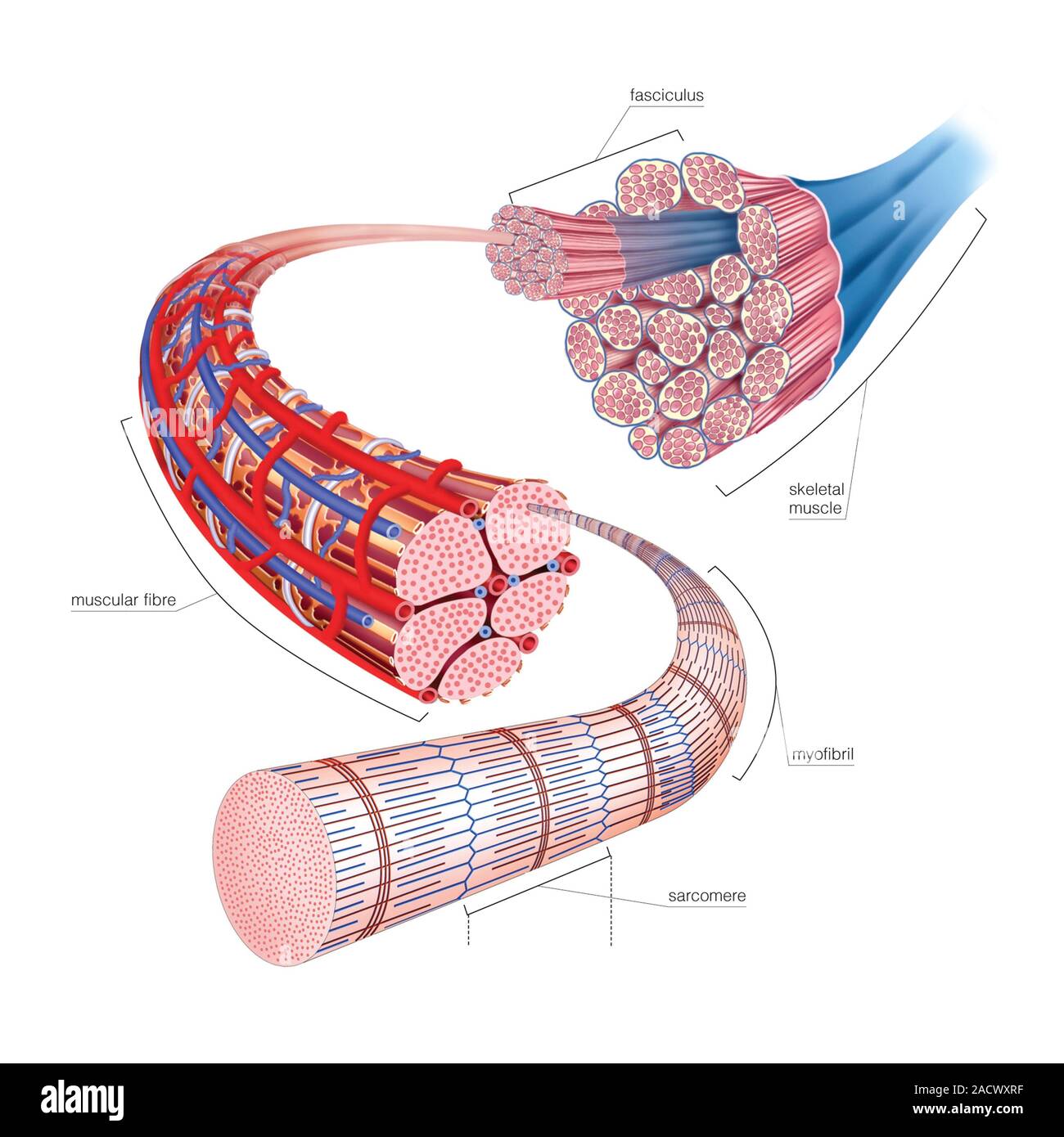 Illustration of the general structure and organization of skeletal ...