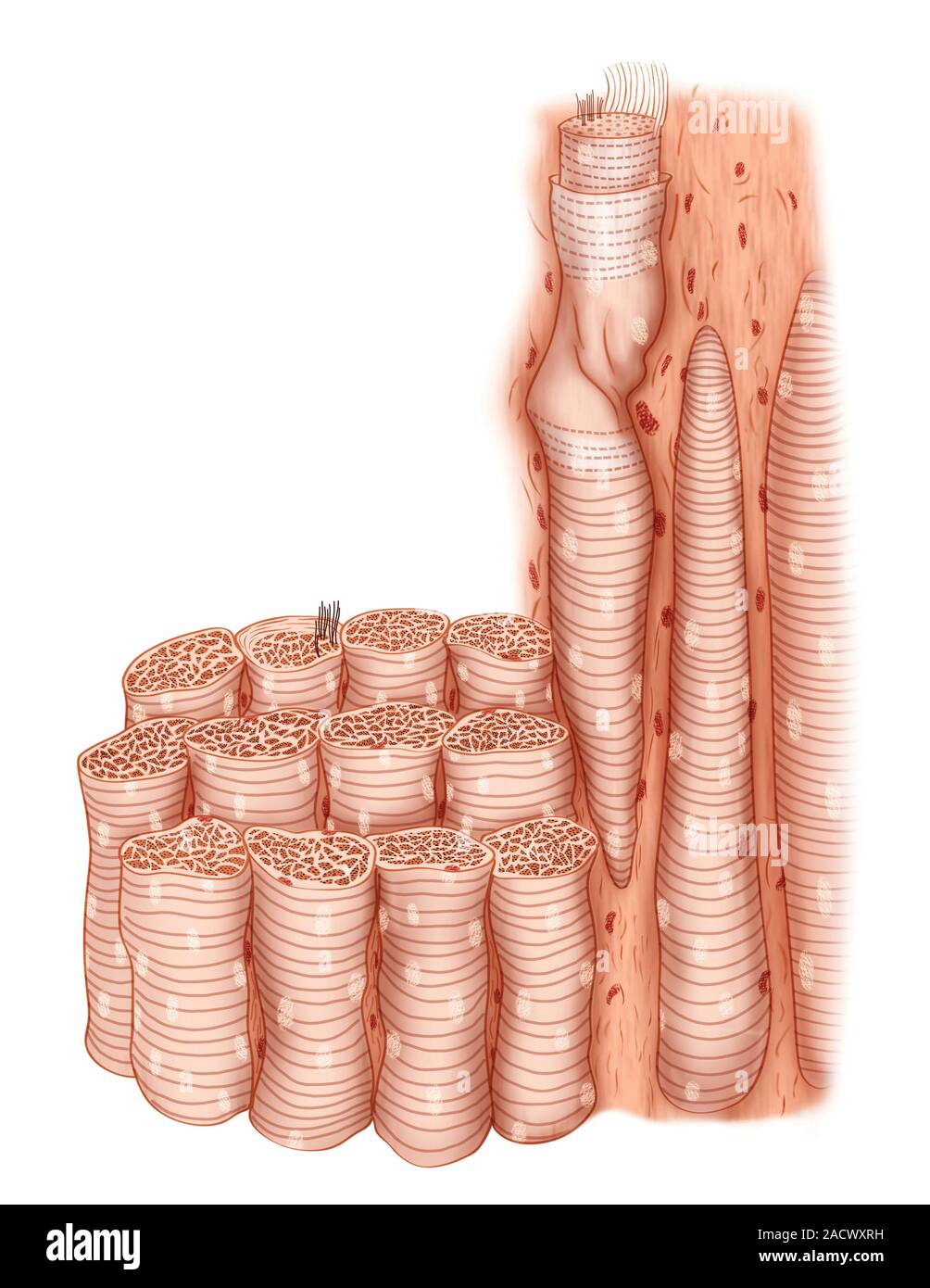 Illustration of the general structure and organization of skeletal ...