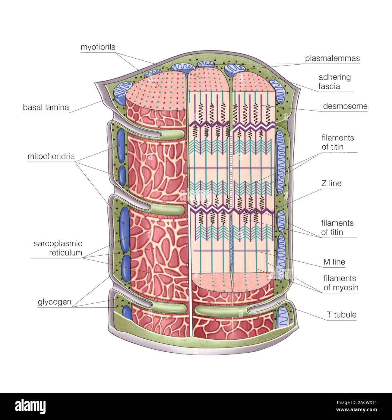 Illustration of the cardiac muscle contractile appearance and structure ...
