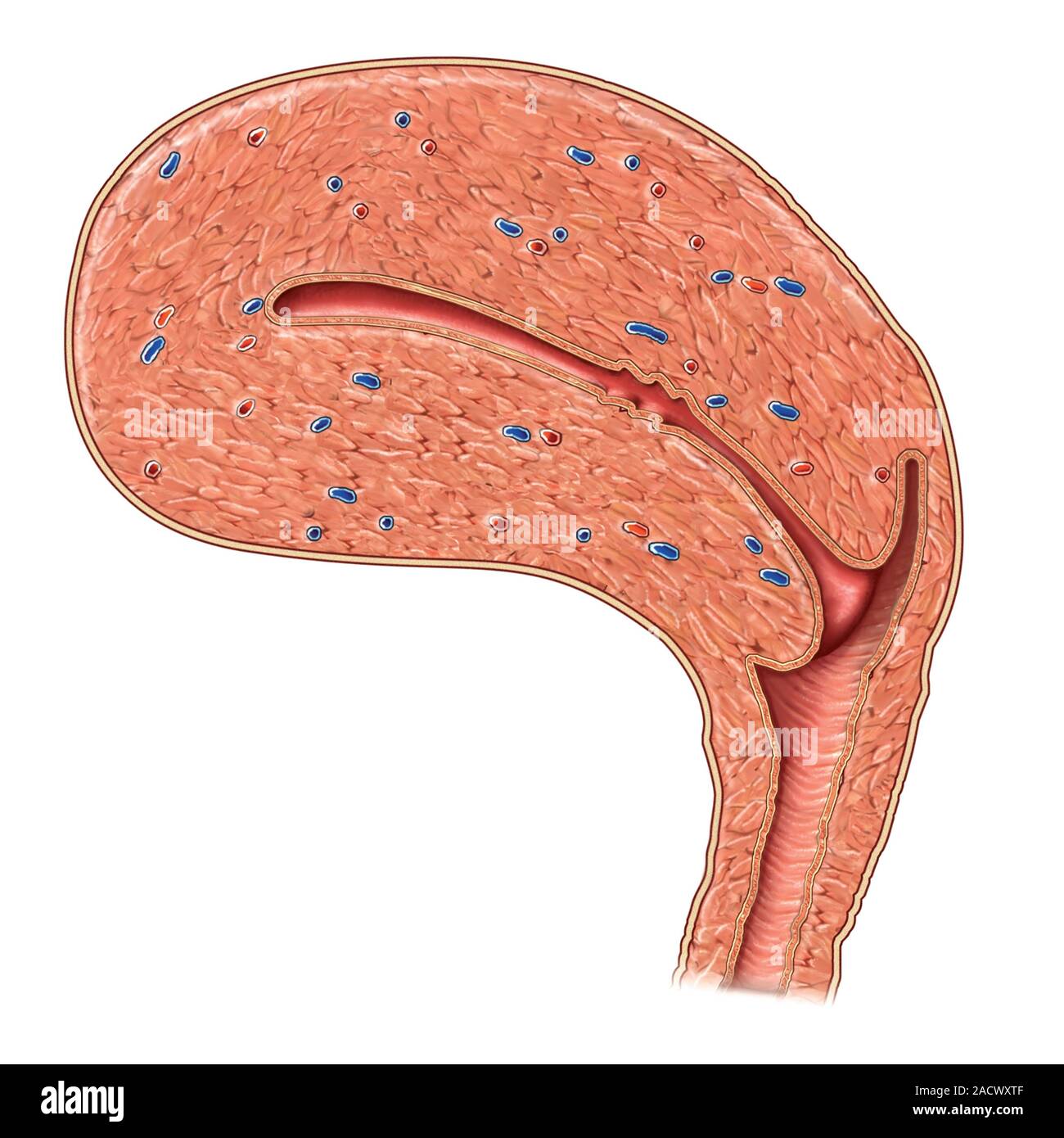 Illustration of the structure of smooth muscle in uterine wall. This ...