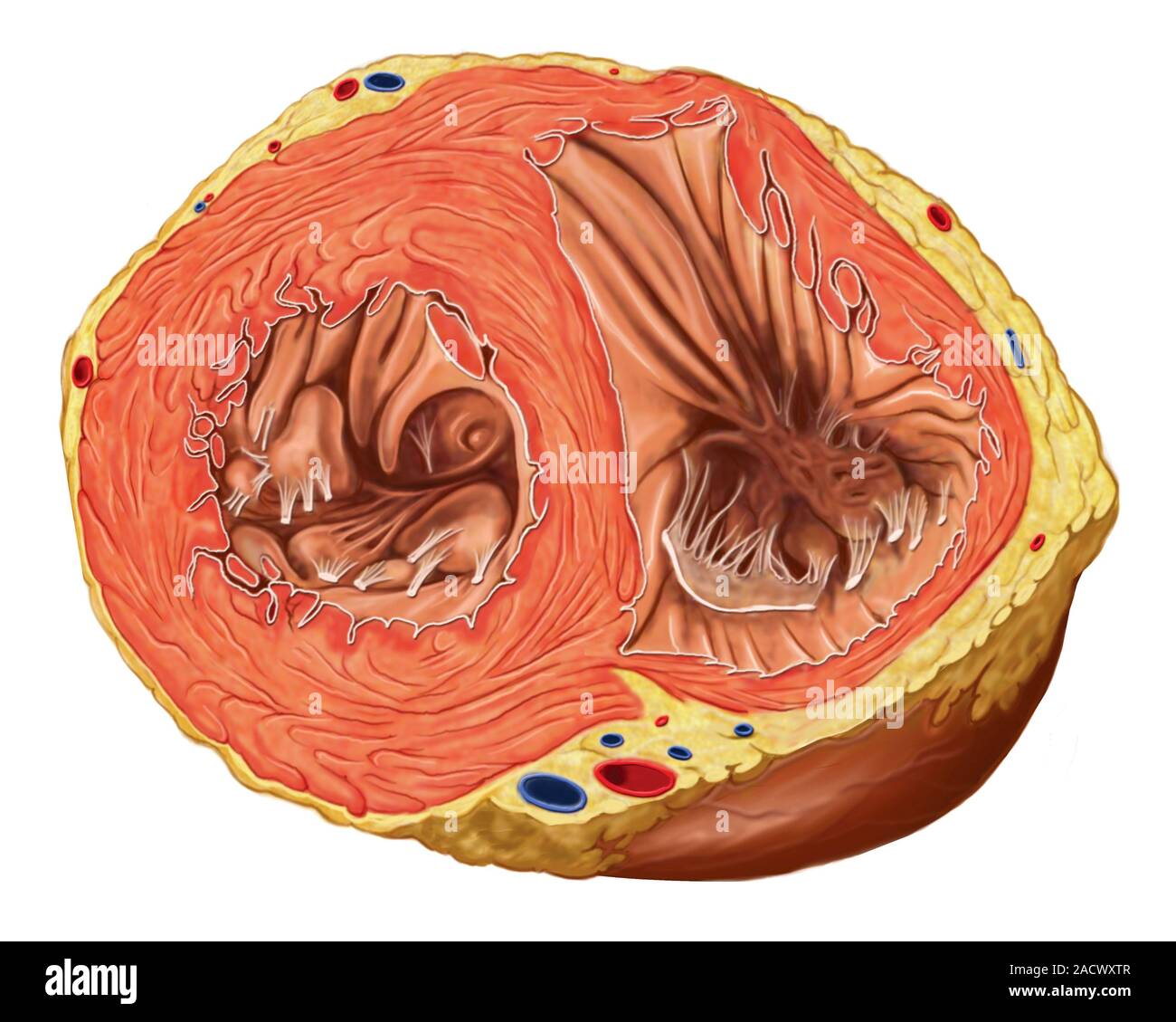 Illustration of the structure of smooth muscle in cardiac muscle. This ...
