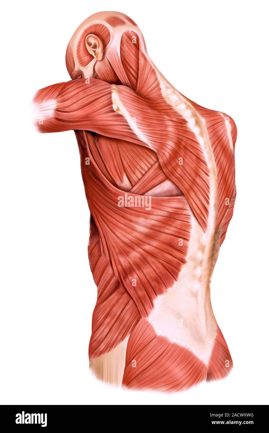 Illustration of the head and trunk muscular groups. This posterior ...