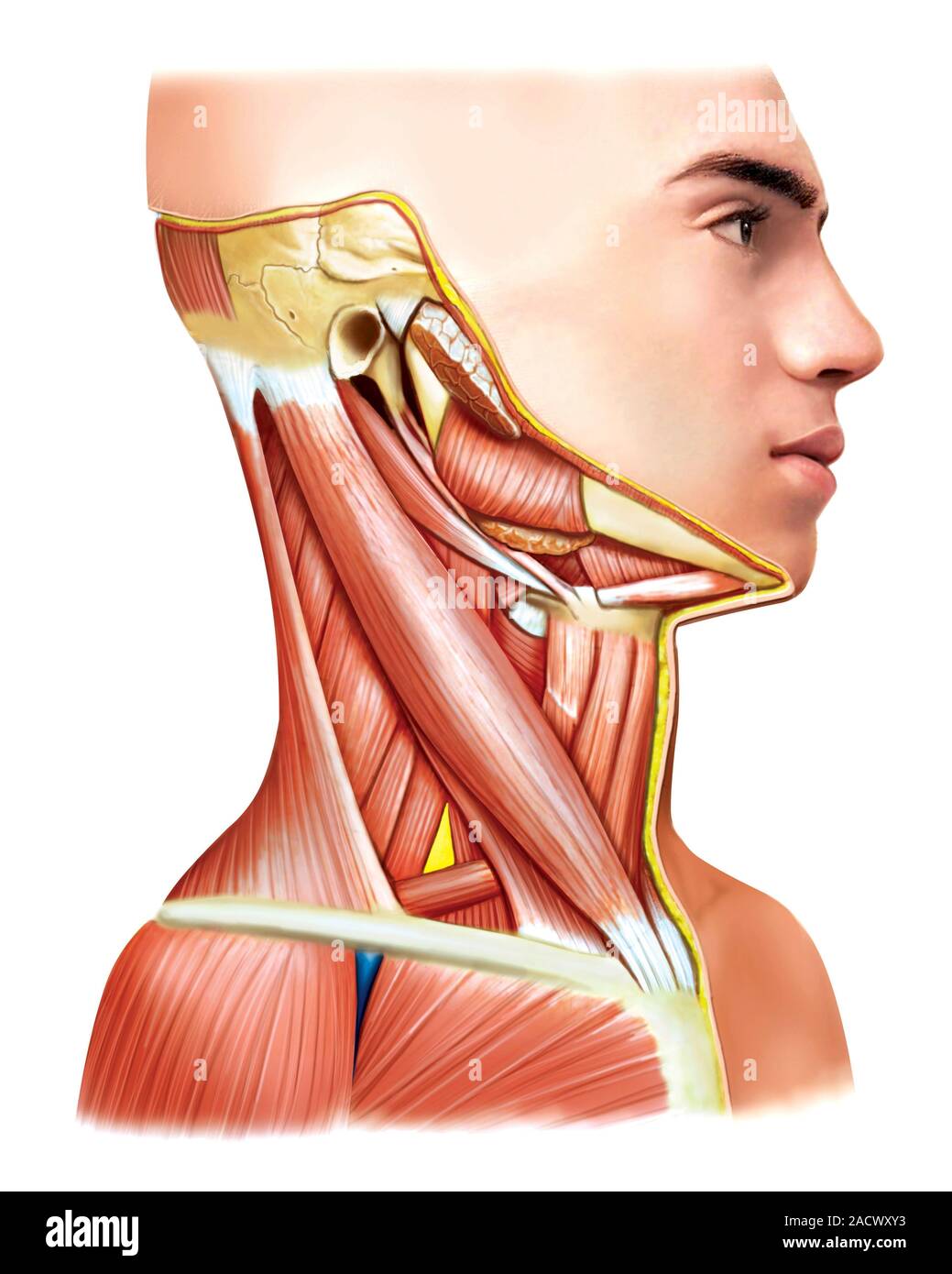 Illustration of the muscles of the neck. This lateral superficial view ...