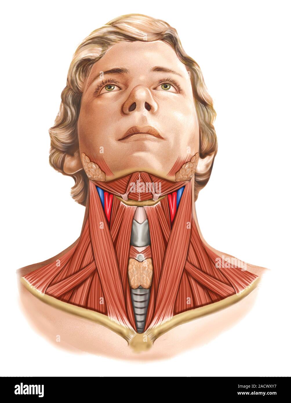 Illustration of the muscles of the neck. This anterior superficial view ...