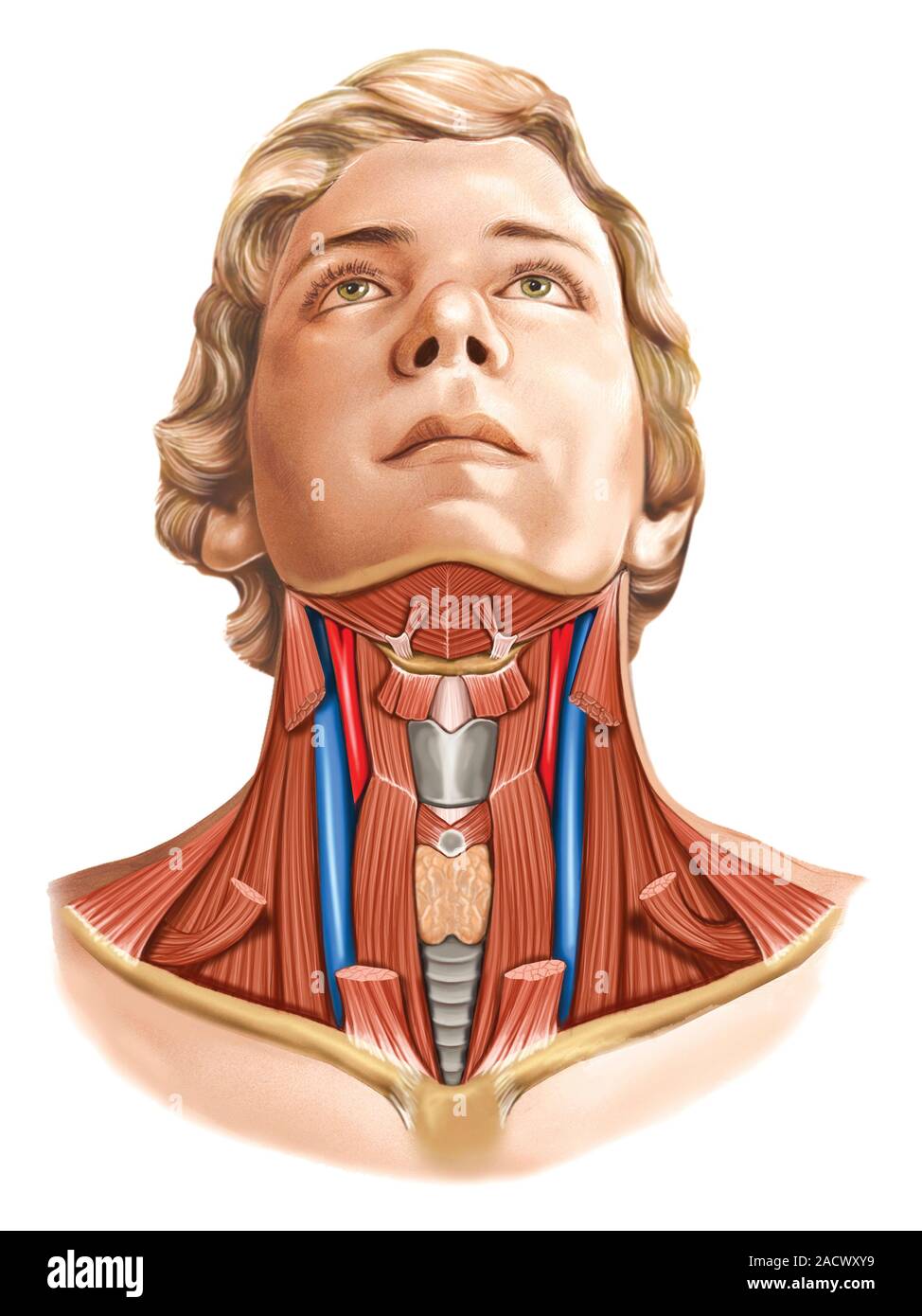 Illustration of the muscles of the neck. This anterior deep view ...