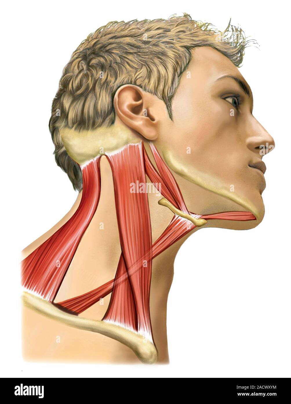 Illustration of the muscles of the neck and cervical muscles. This ...