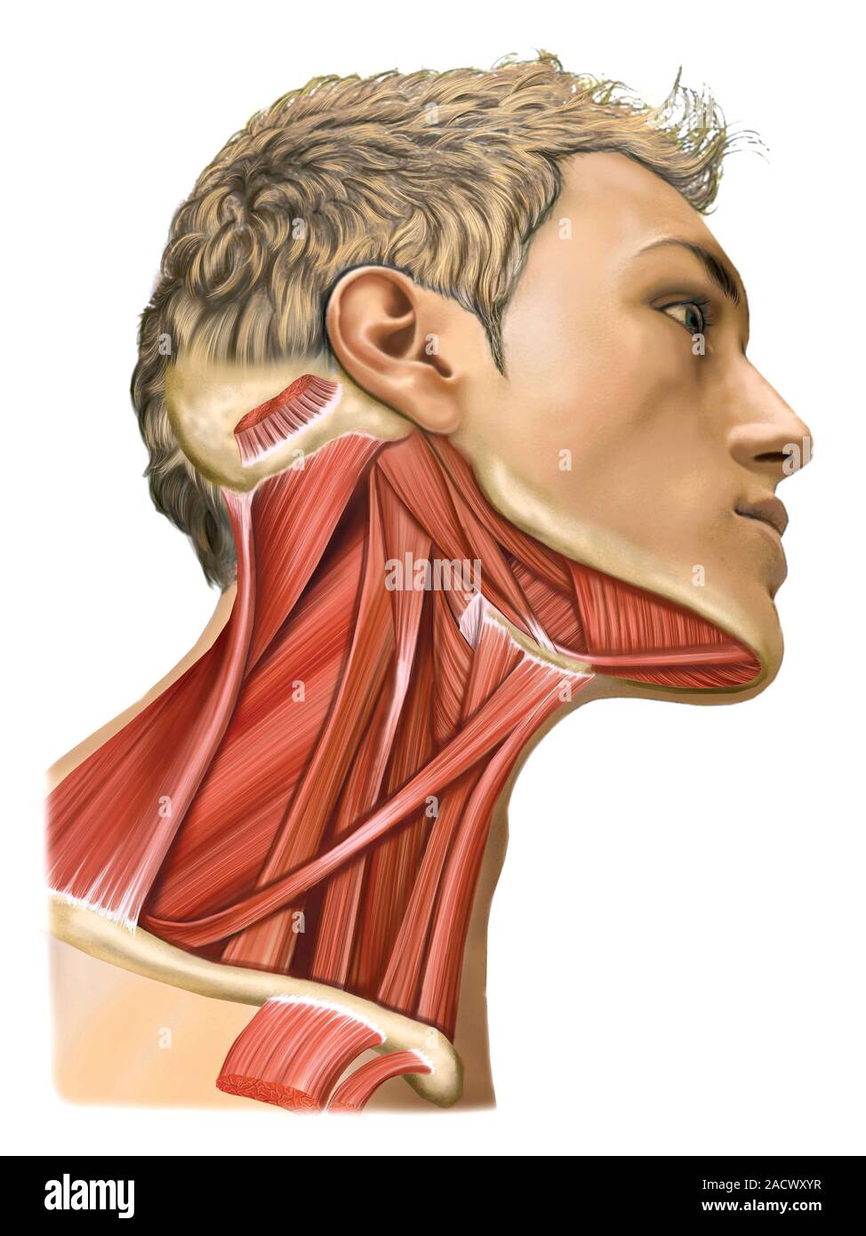 Illustration of the muscles of the neck and hyoid muscles. This right ...