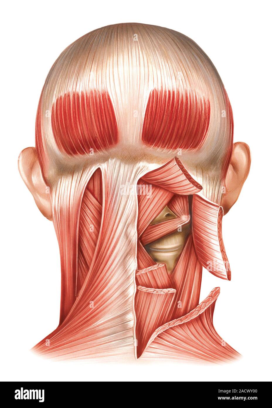 Illustration of the muscles of the neck and nape muscles. This ...