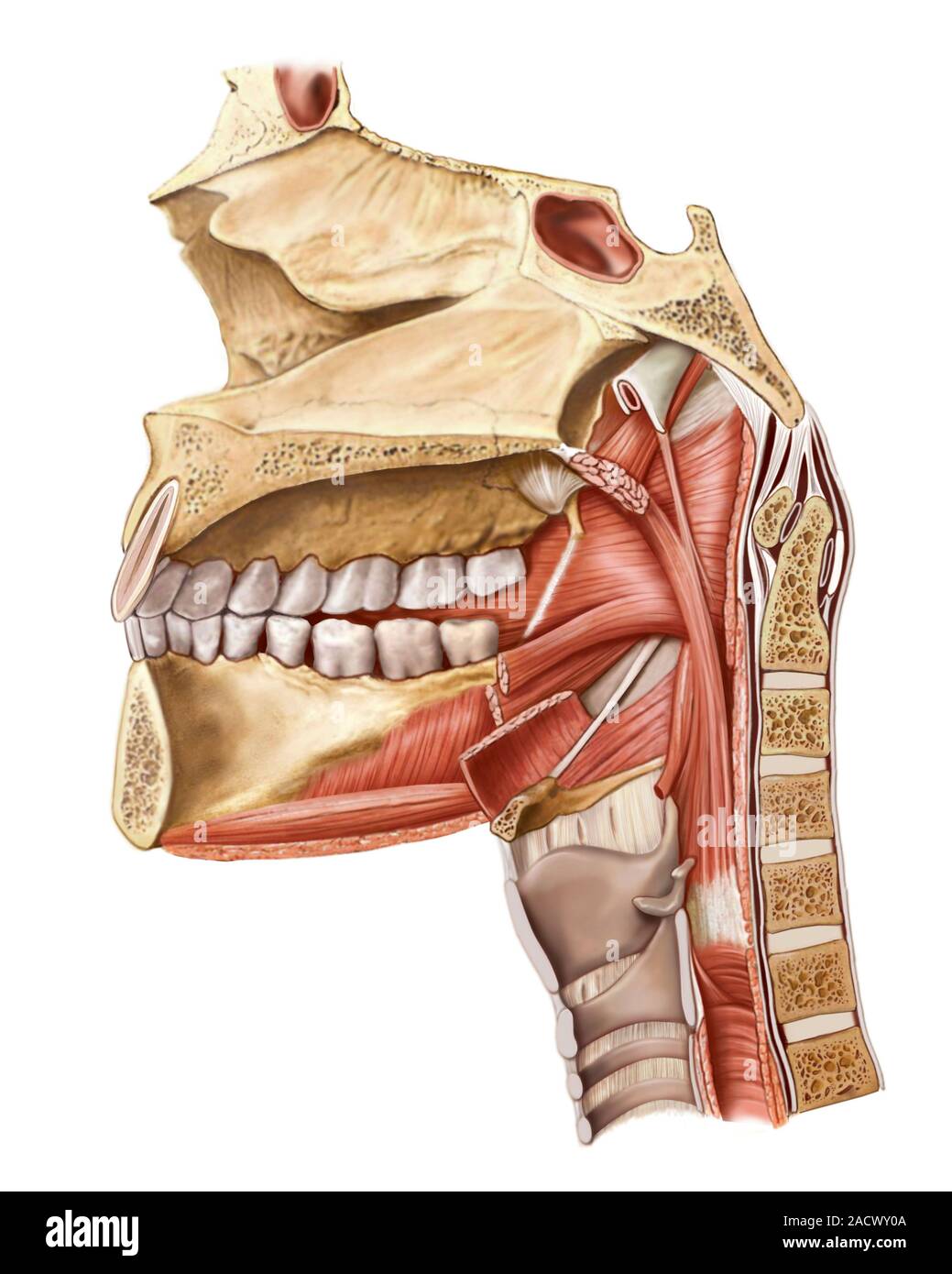 Illustration of the muscles of the buccopharyngeal region. This ...