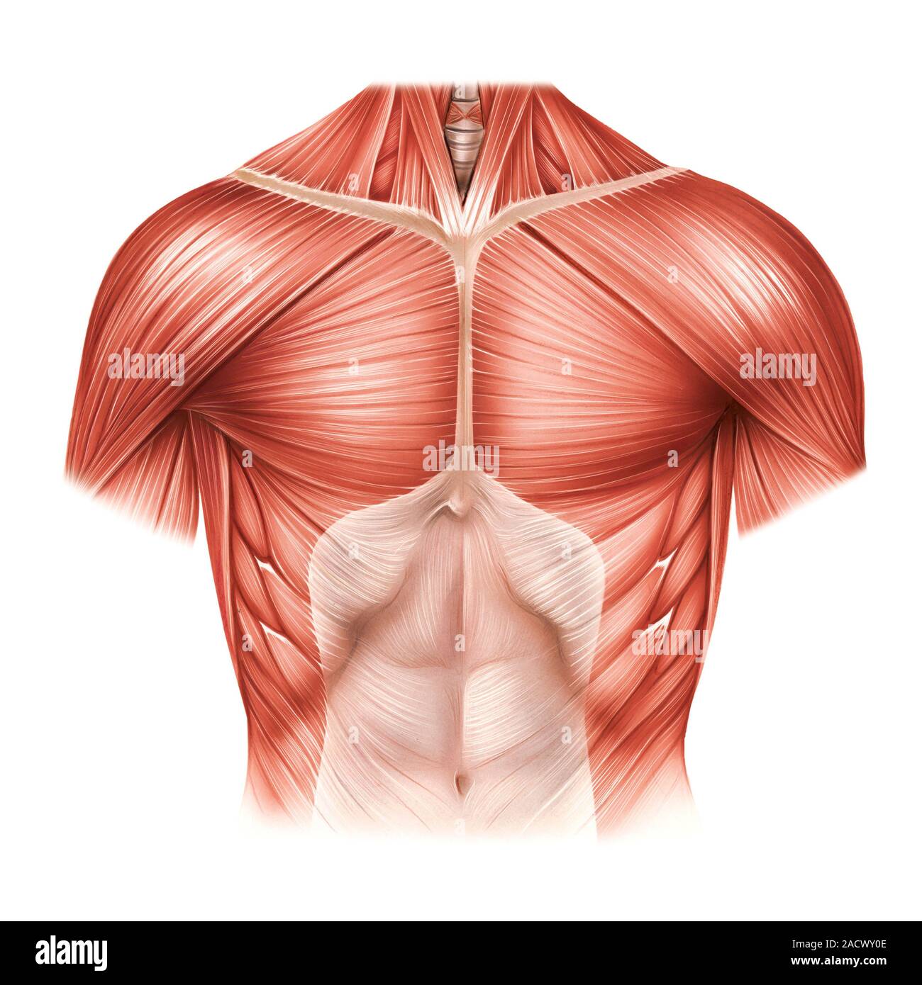 Illustration of the muscles of the thorax. This anterior superficial ...