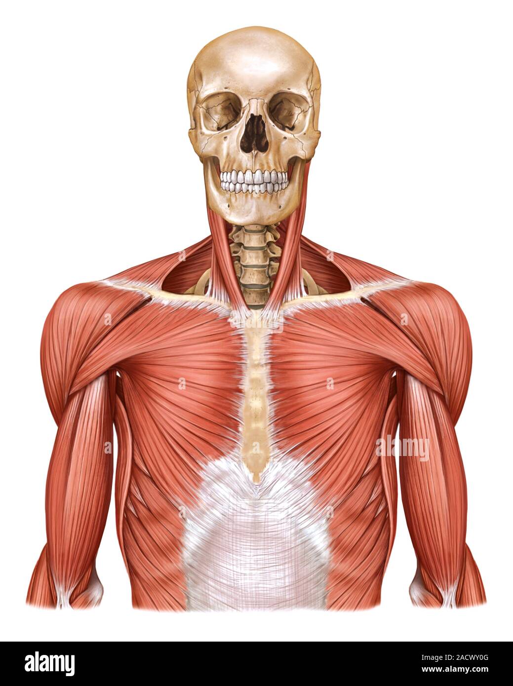 Illustration of the muscles of the thorax. This anterior superficial ...