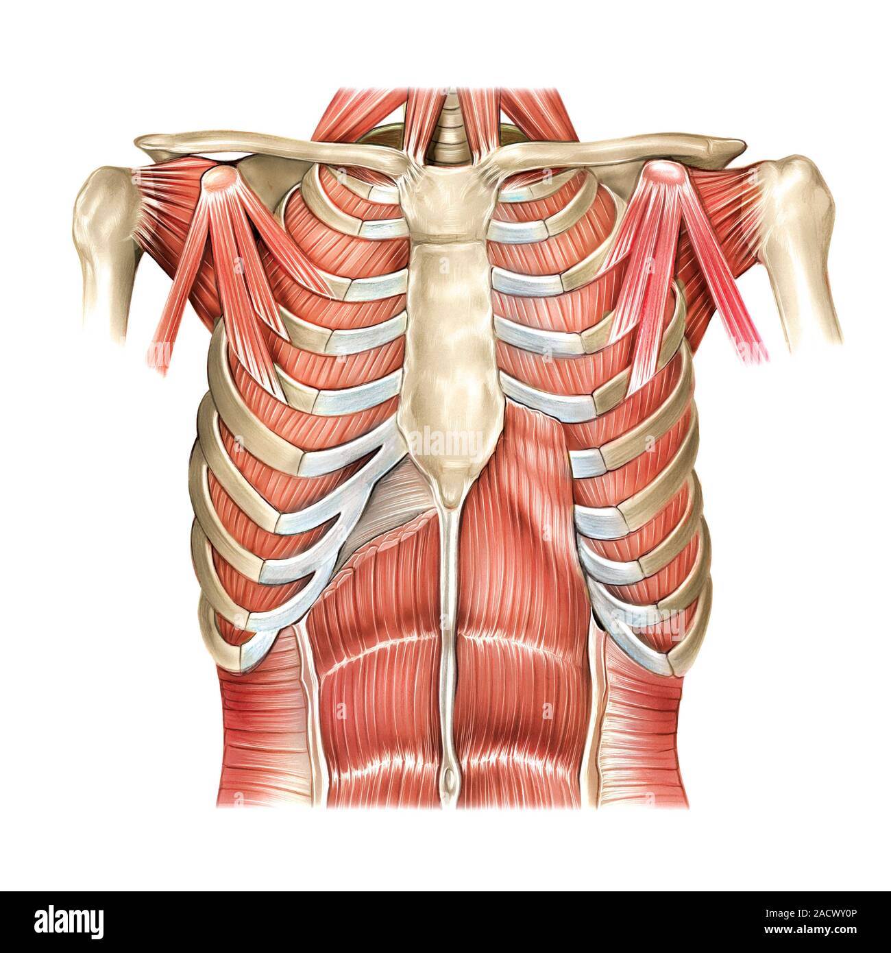 Illustration of the muscles of the thorax. This anterior deep view illustration is from ...