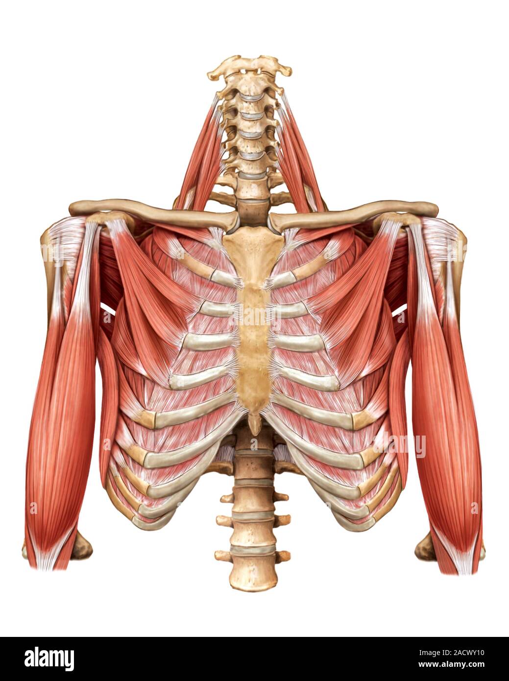 Illustration of the muscles of the thorax. This anterior deep view ...