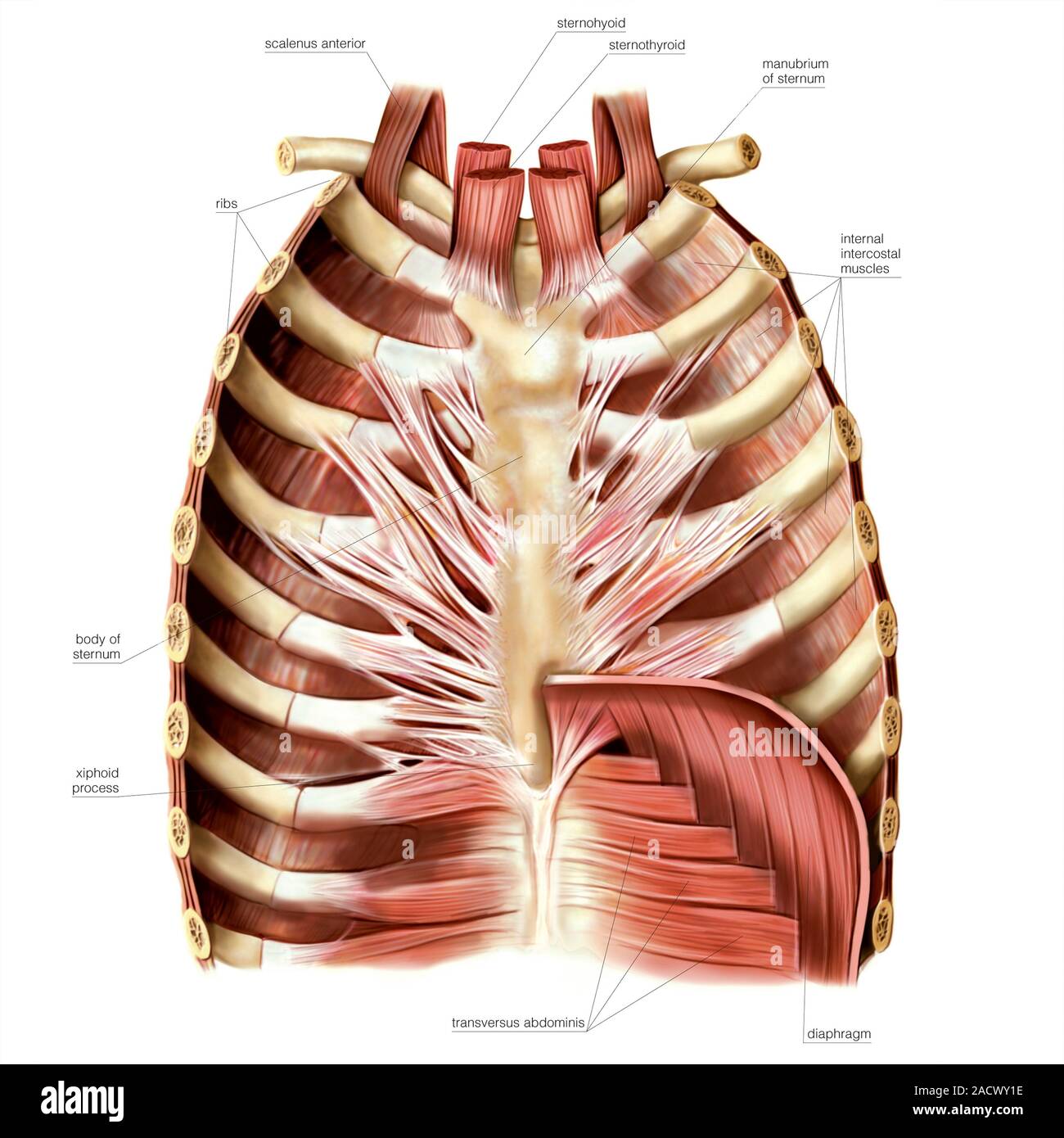Illustration of anterior thoracic wall. This posterior view labelled ...