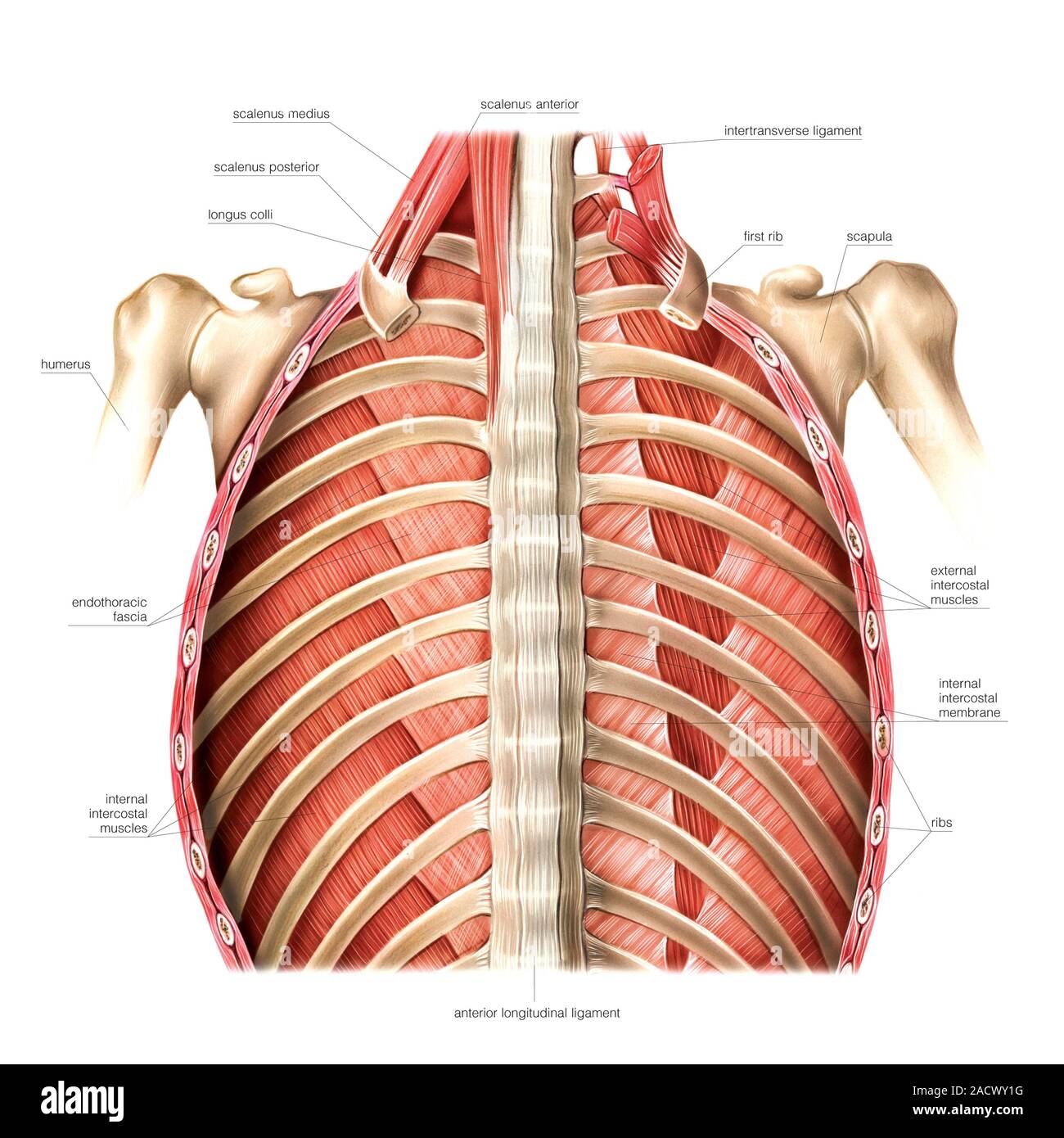 Illustration of posterior thoracic wall. This anterior view labelled ...