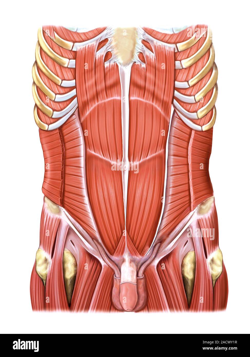 Illustration of trunk and abdomen muscles. This anterior view ...