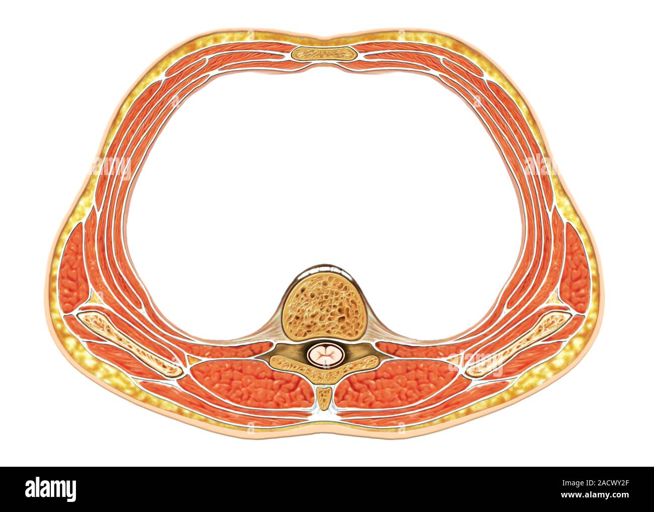 Illustration of trunk, cross section at the height of TV vertebra. This ...