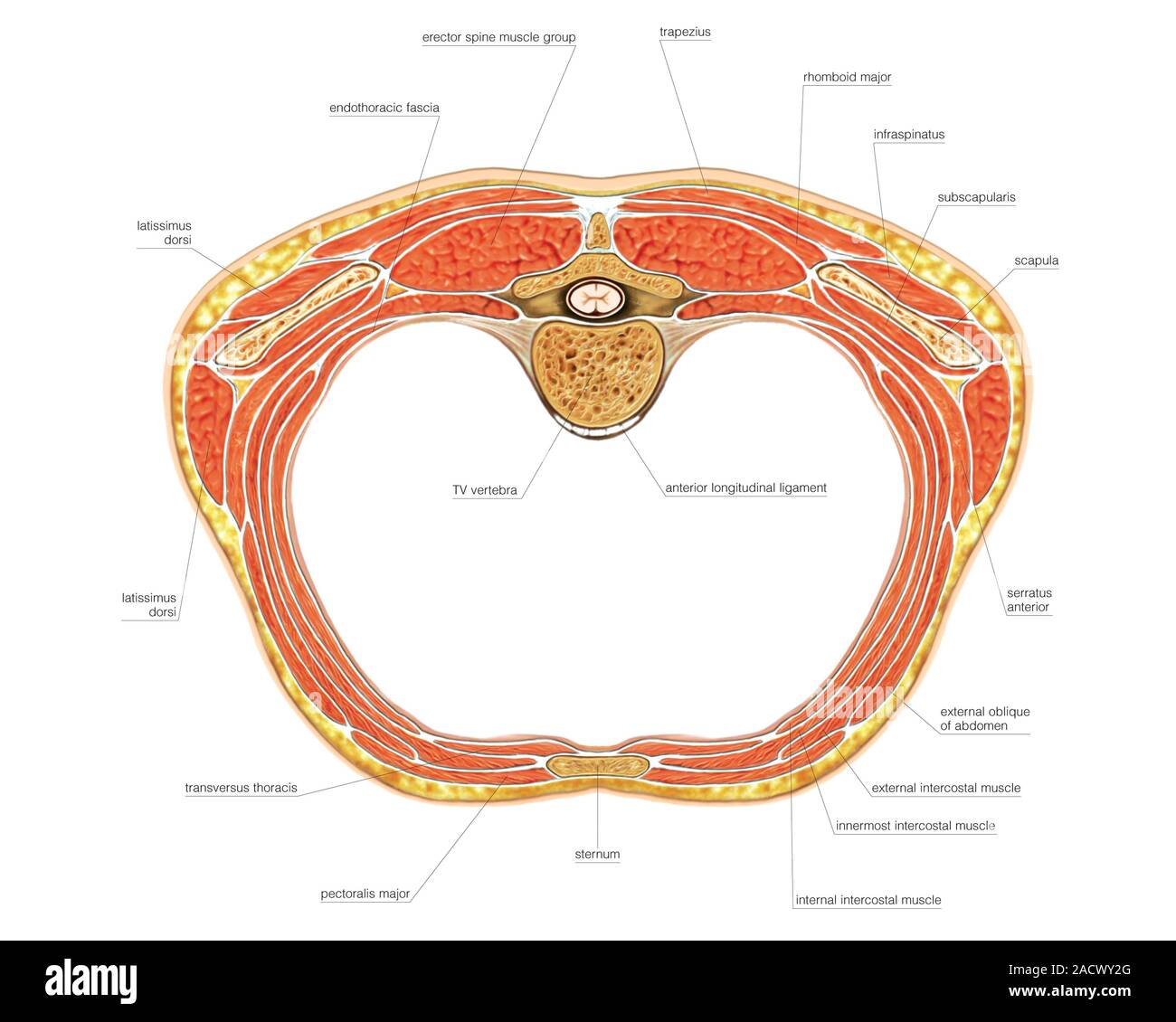 Illustration of trunk, cross section at the height of TV vertebra. This ...