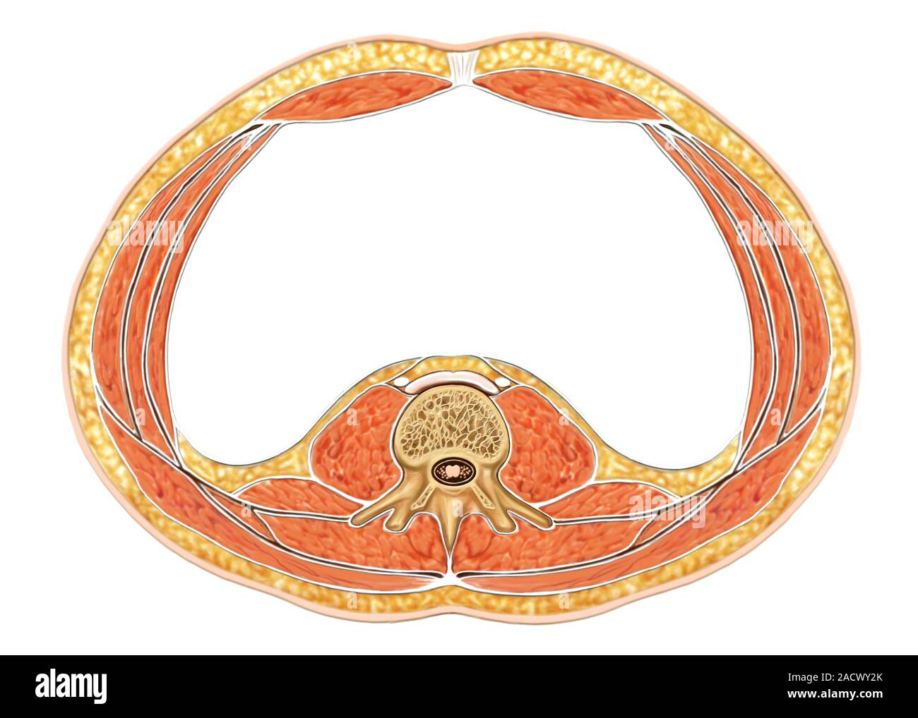 Illustration of trunk, cross section at the height of LII vertebra ...