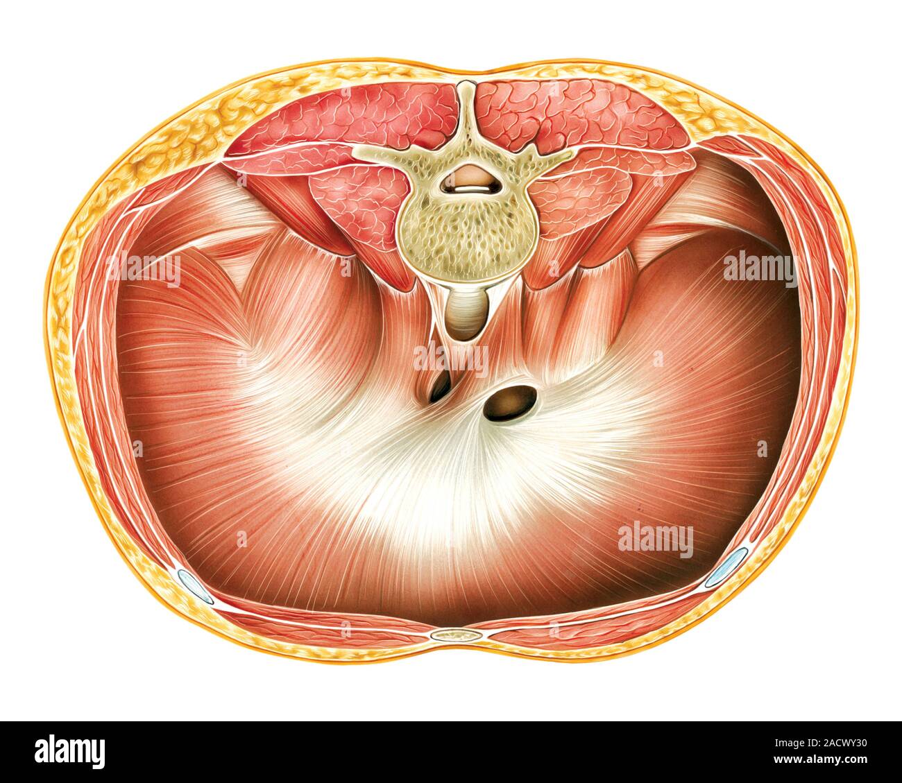 Illustration of trunk, cross section at diaphragm level. This inferior ...