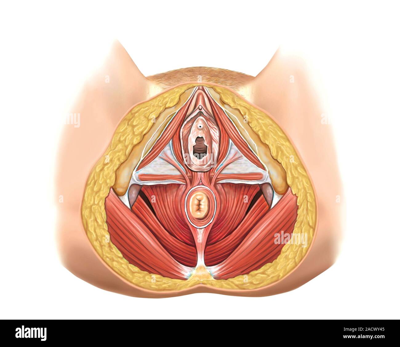 Illustration of muscles of female perineum. This perineal view illustration is from 'Asklepios ...