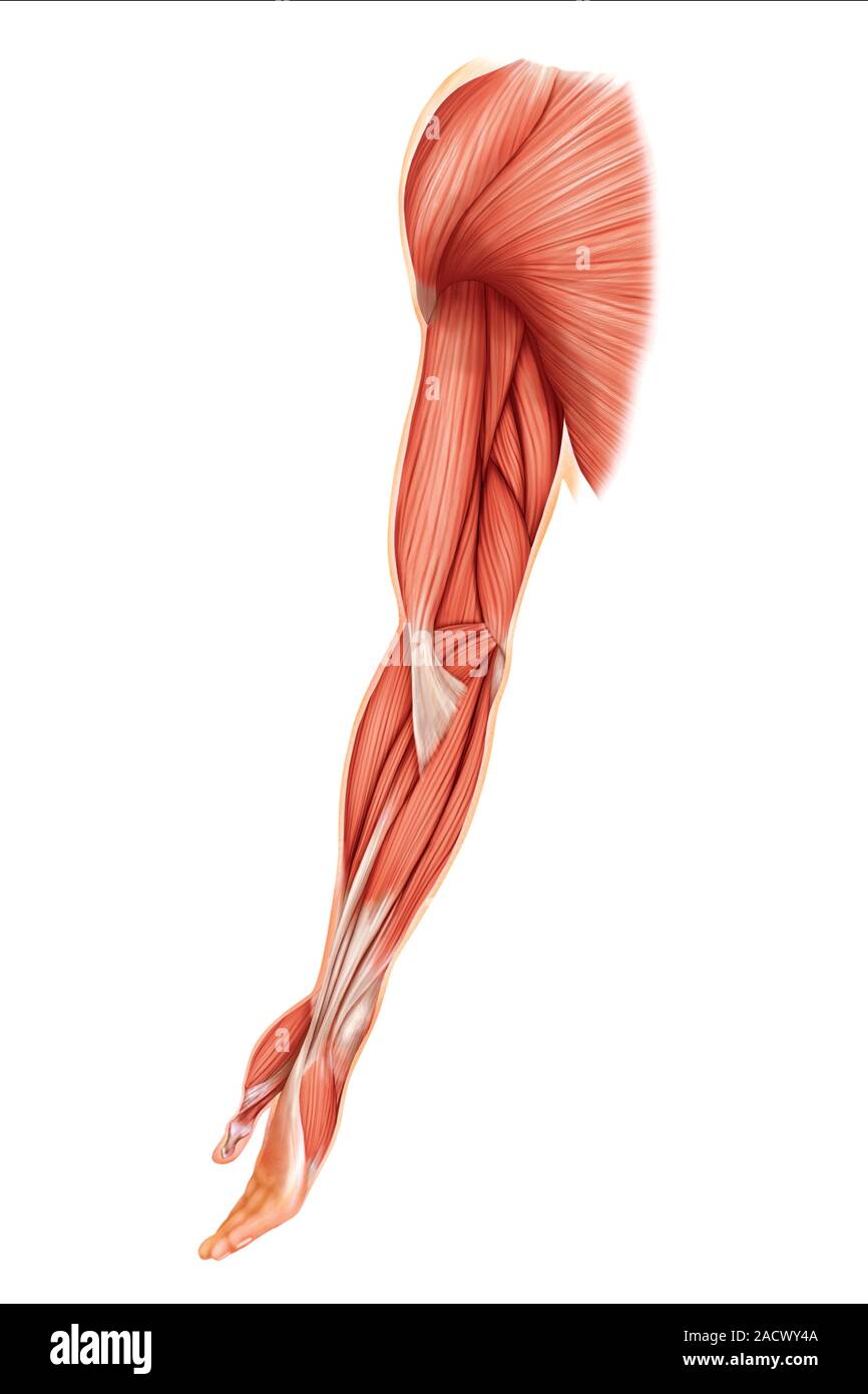 Illustration of muscles of upper limb. This lateral general superficial ...