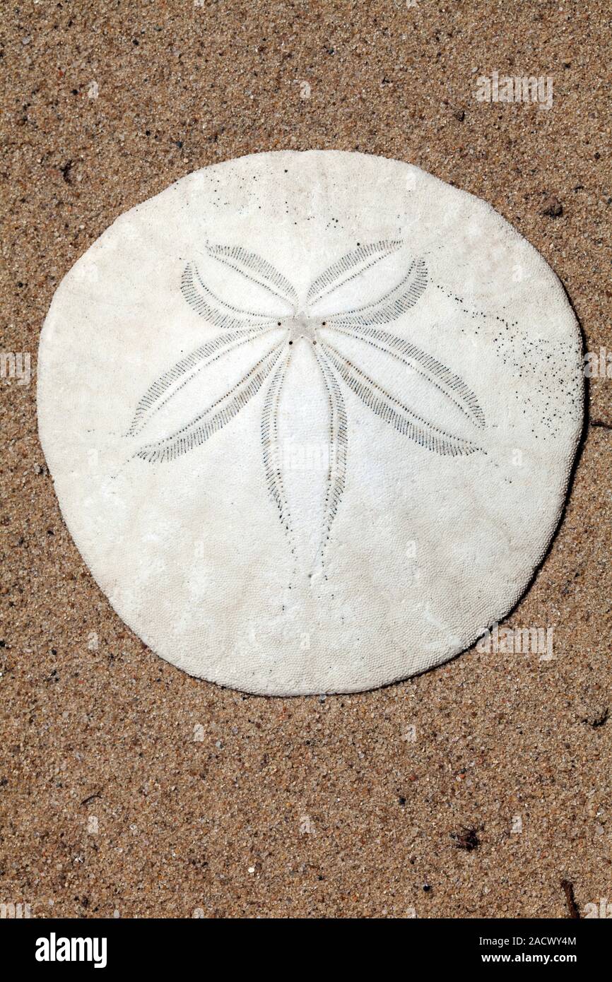 Sea urchin (Scutella sp.) fossil. This extinct marine animal lived ...