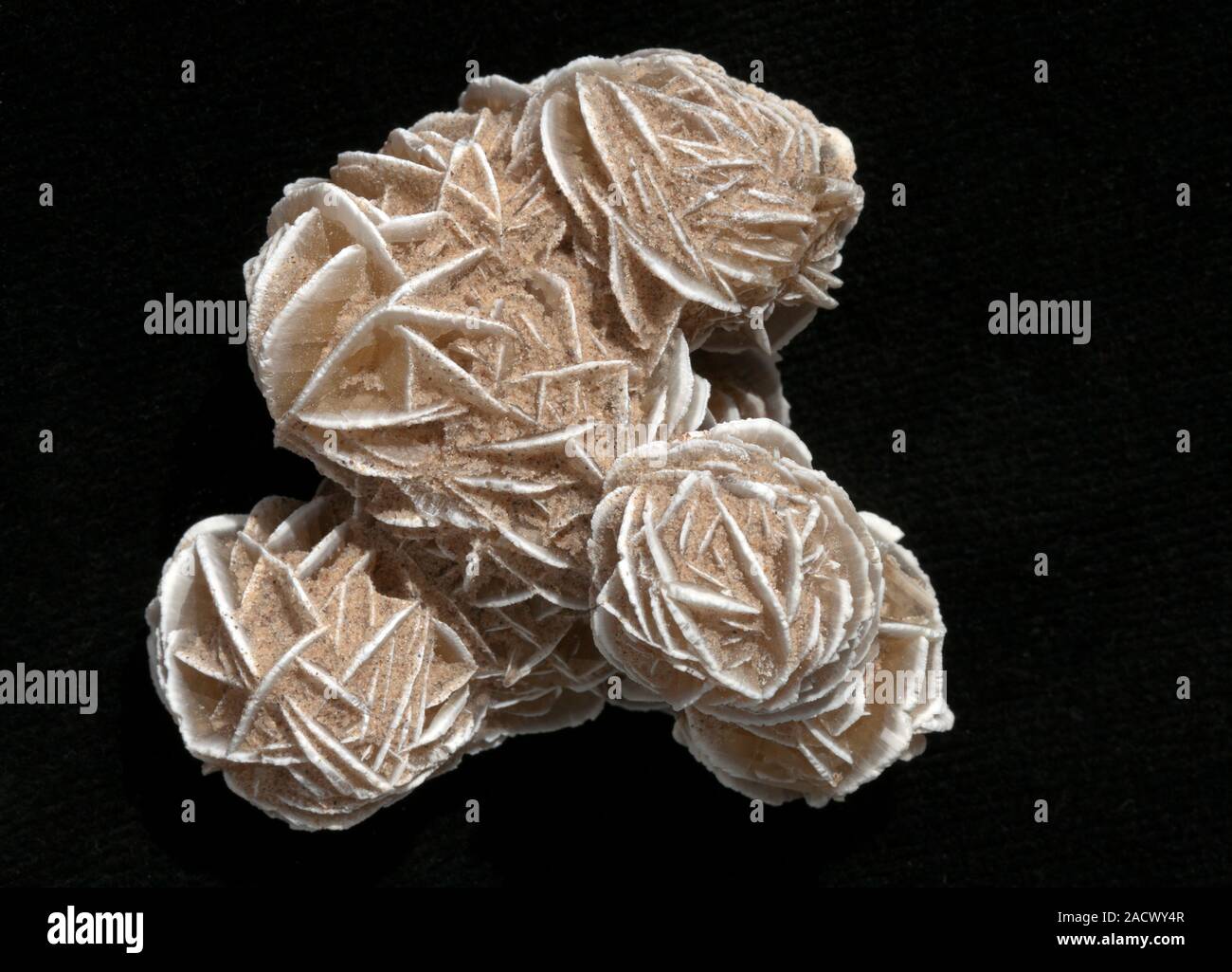 Gypsum crystals. Form of gypsum known as a desert rose. Gypsum consists ...