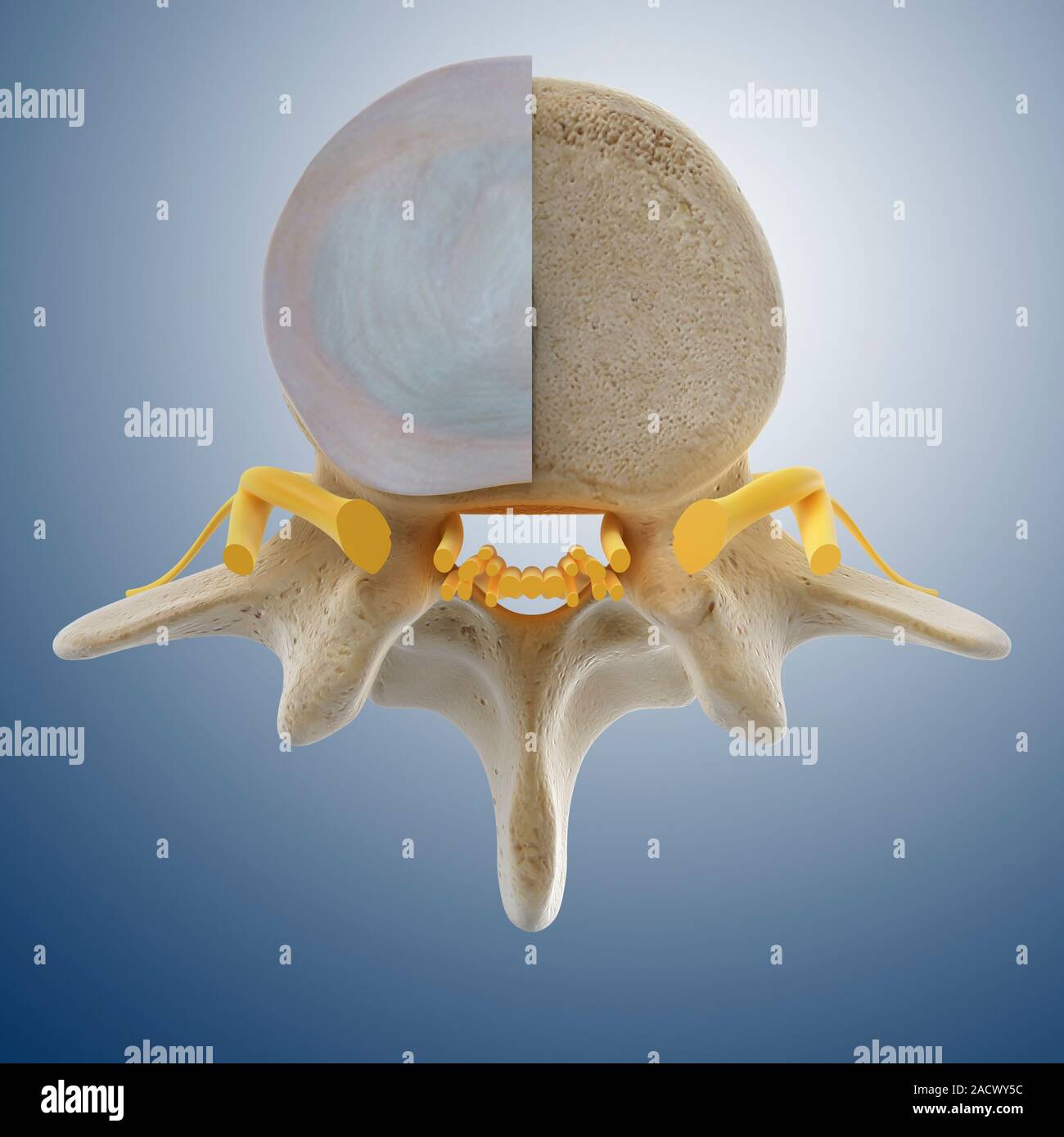 Lumbar vertebra (L3), artwork. This is the vertebra's upper (superior ...