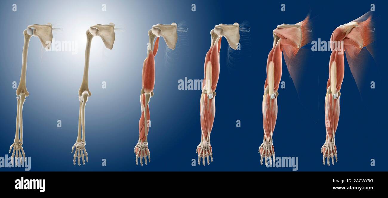 Arm anatomy. Artwork of a series of rear (posterior) views of the human ...