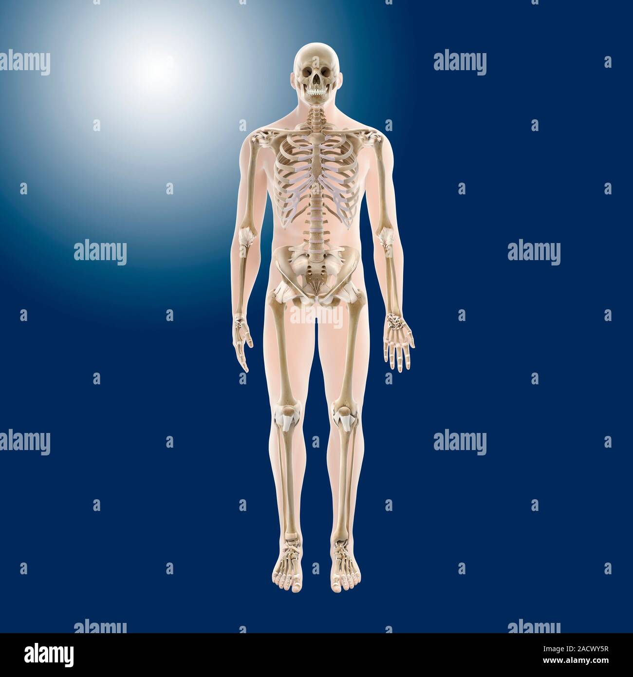 Human skeleton. Artwork of a frontal (anterior) view of a whole human ...