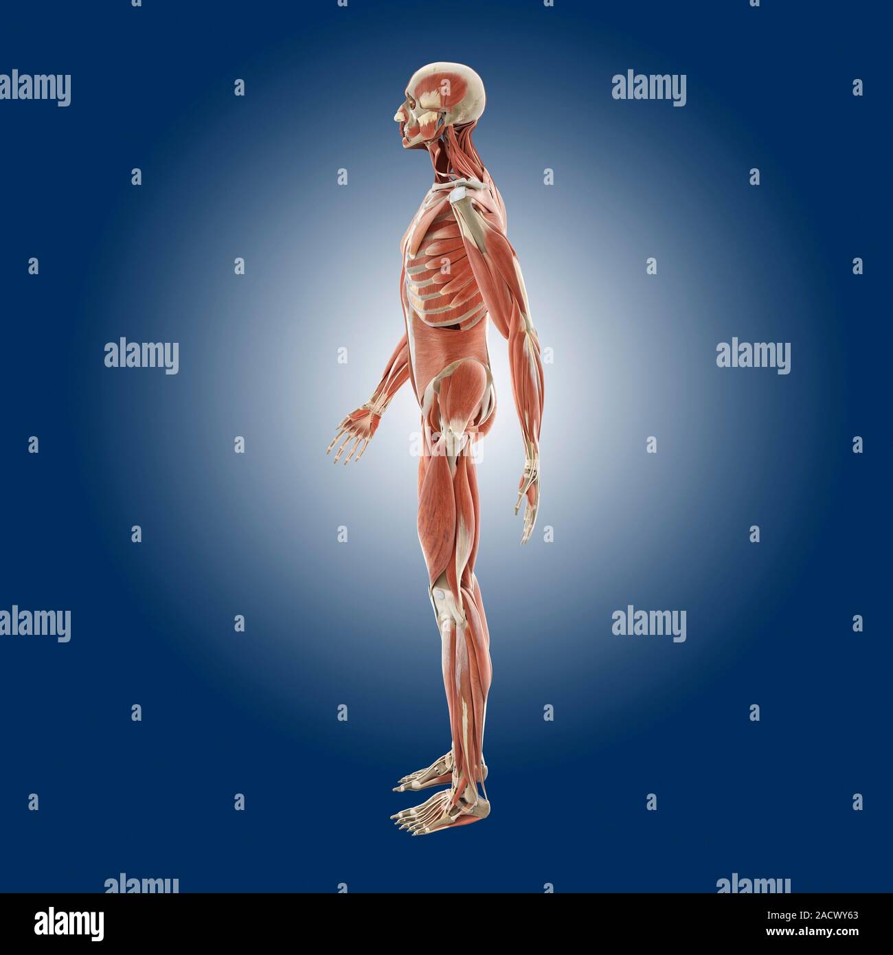 Human musculature. Artwork of a side (lateral) view of the musculature ...