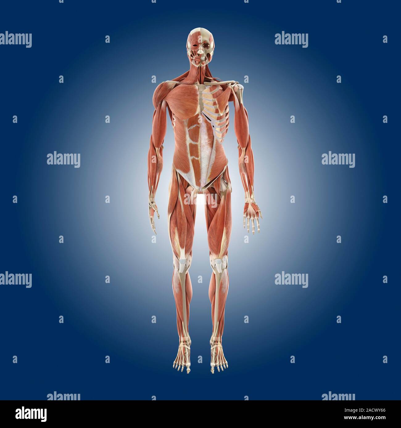 Human musculature. Artwork of a frontal (anterior) view of the ...