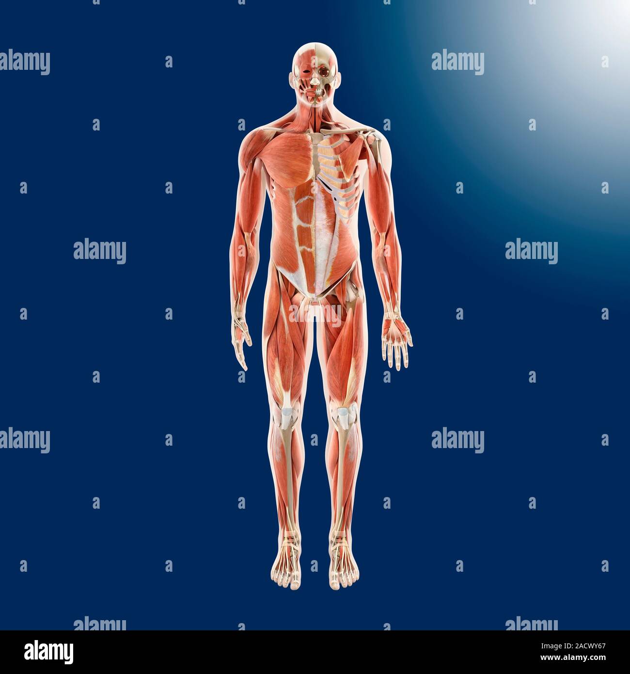 Human musculature. Artwork of a frontal (anterior) view of the ...