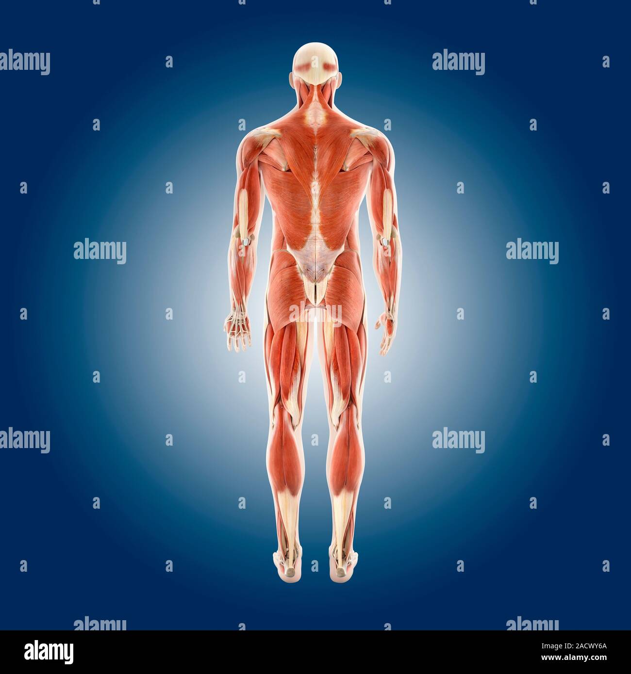 Lavagna Cancellabile Poster Anatomia Muscolare Umana - Laminato ...