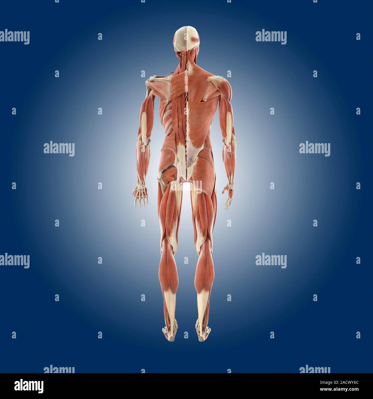 Human musculature. Artwork of a rear (posterior) view of the ...