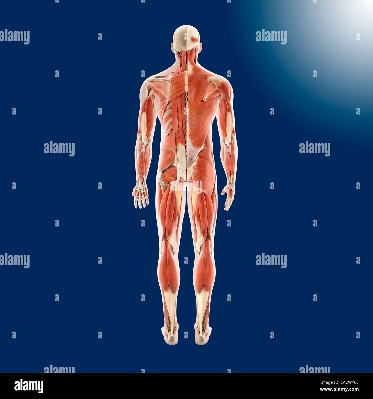 Human musculature. Artwork of a rear (posterior) view of the ...