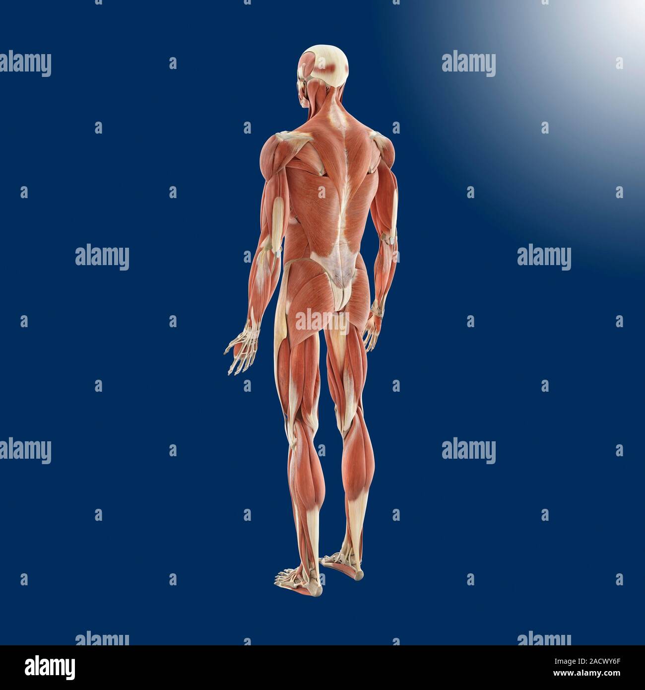 Human musculature. Artwork of an oblique left rear (posterior) view of ...
